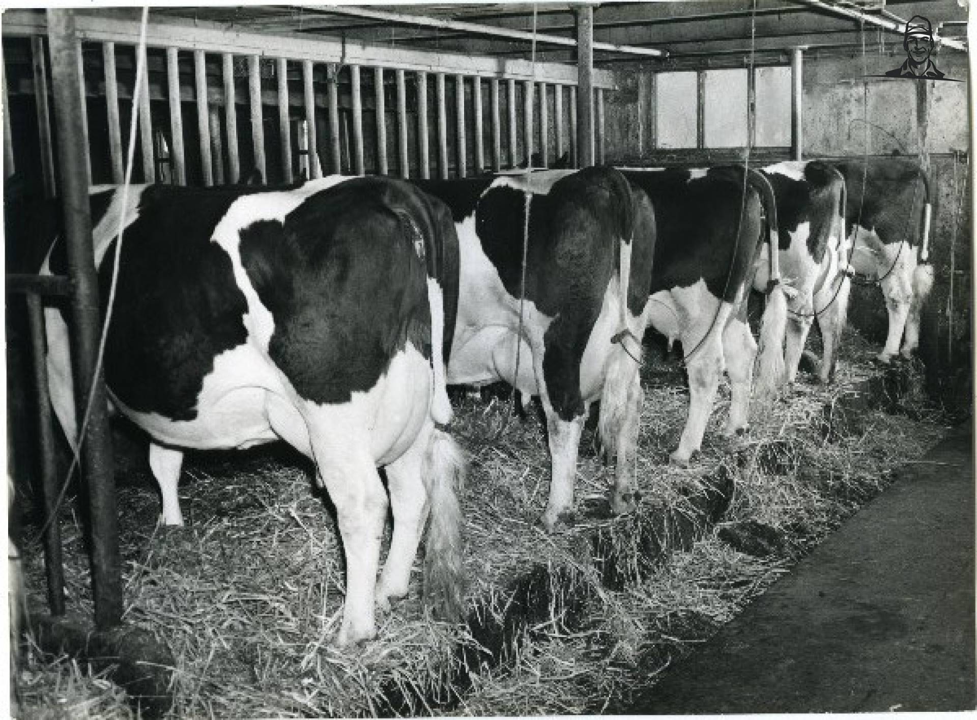 Melkveebedrijf De Vree stopt, met Boerenkoeienveiling als hoogtepunt